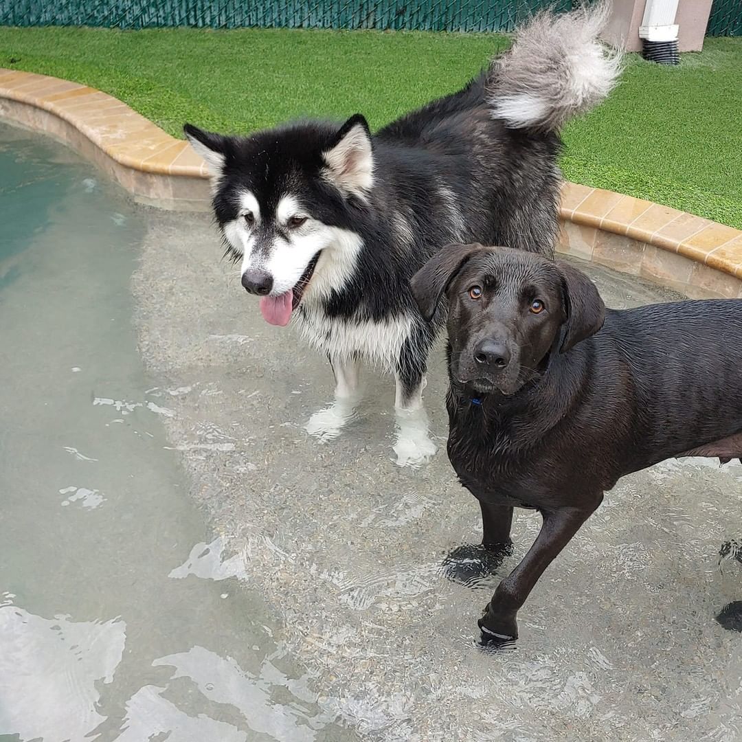 Luxury Pet Lodging Coming to Wellen Park - Wellen Park